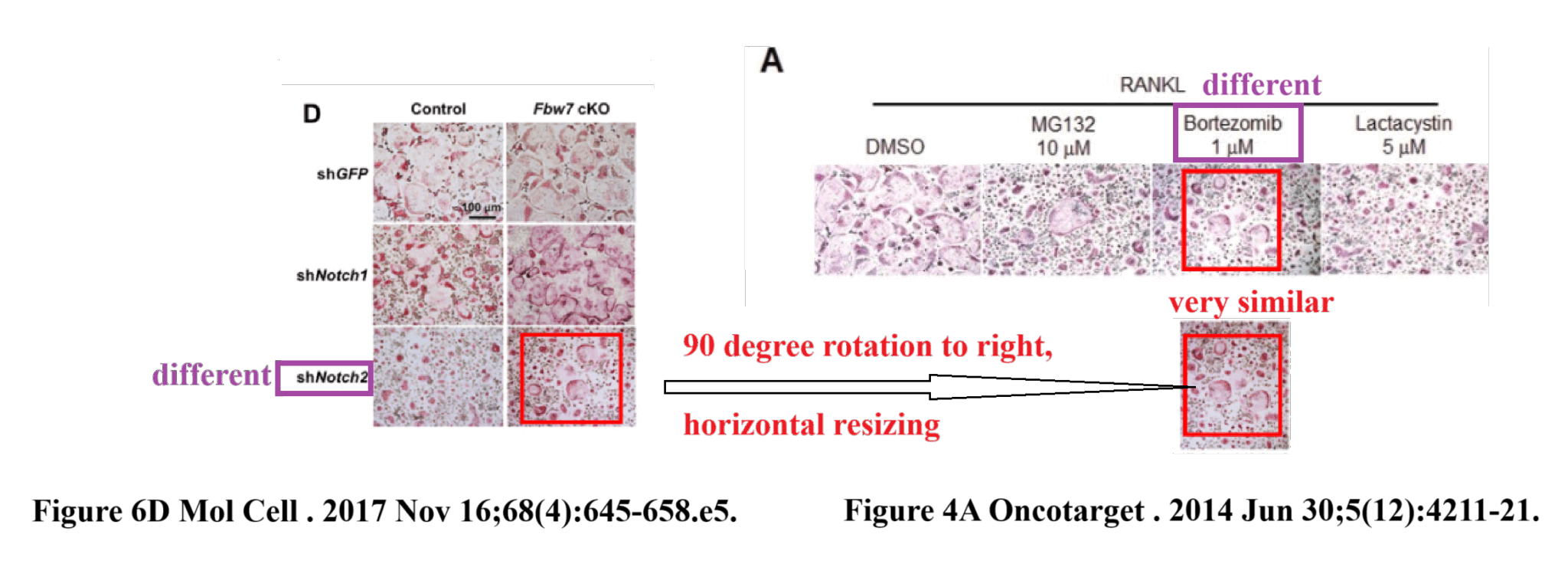 福島秀文（Hidefumi Fukushima）（福岡歯科大学）、犬塚博之 (Hiroyuki Inuzuka)（東北大学） | 白楽の研究者倫理